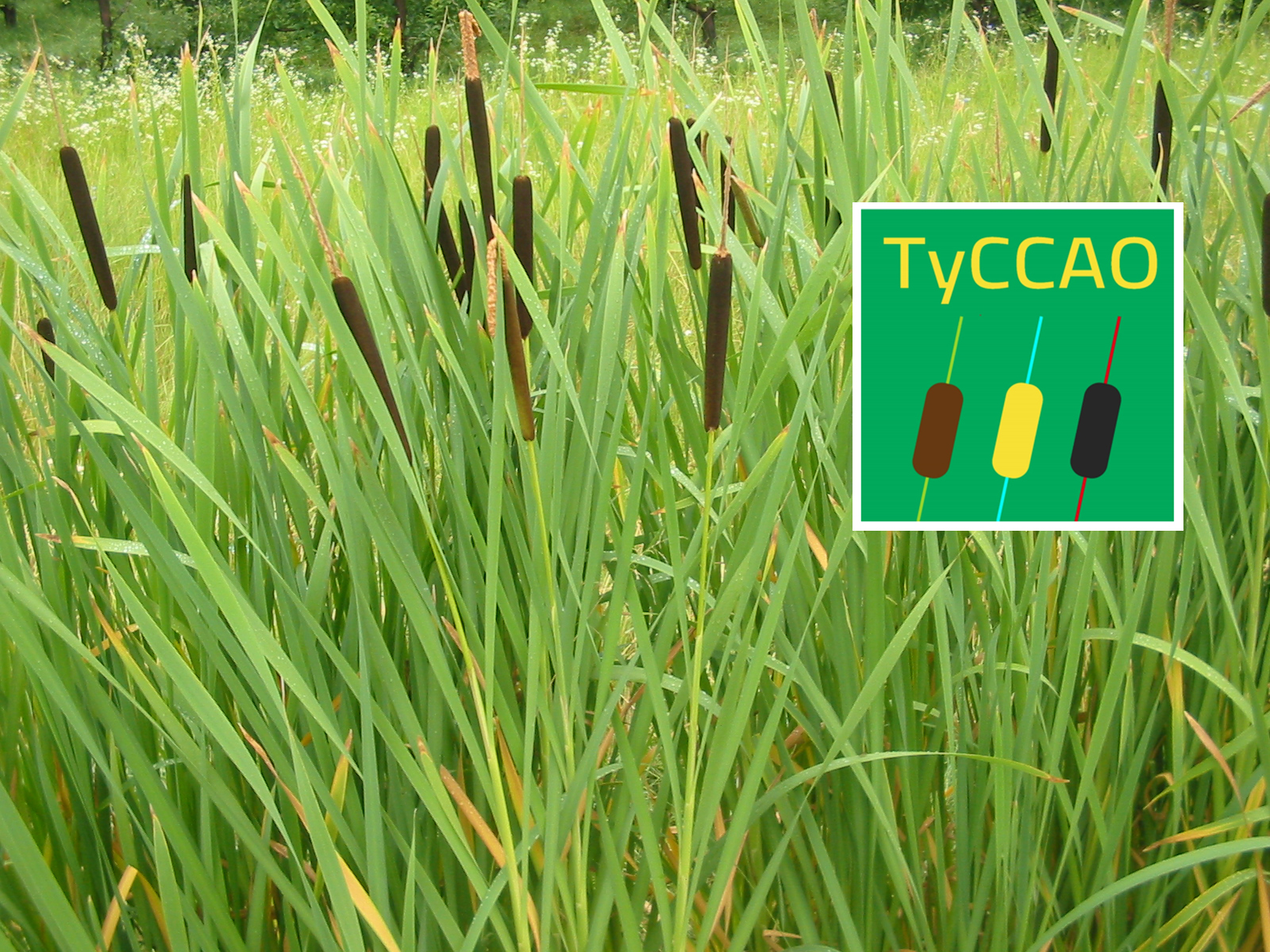 TyCCAO: utiliser le typha comme matériau pour les bâtiments et comme ...