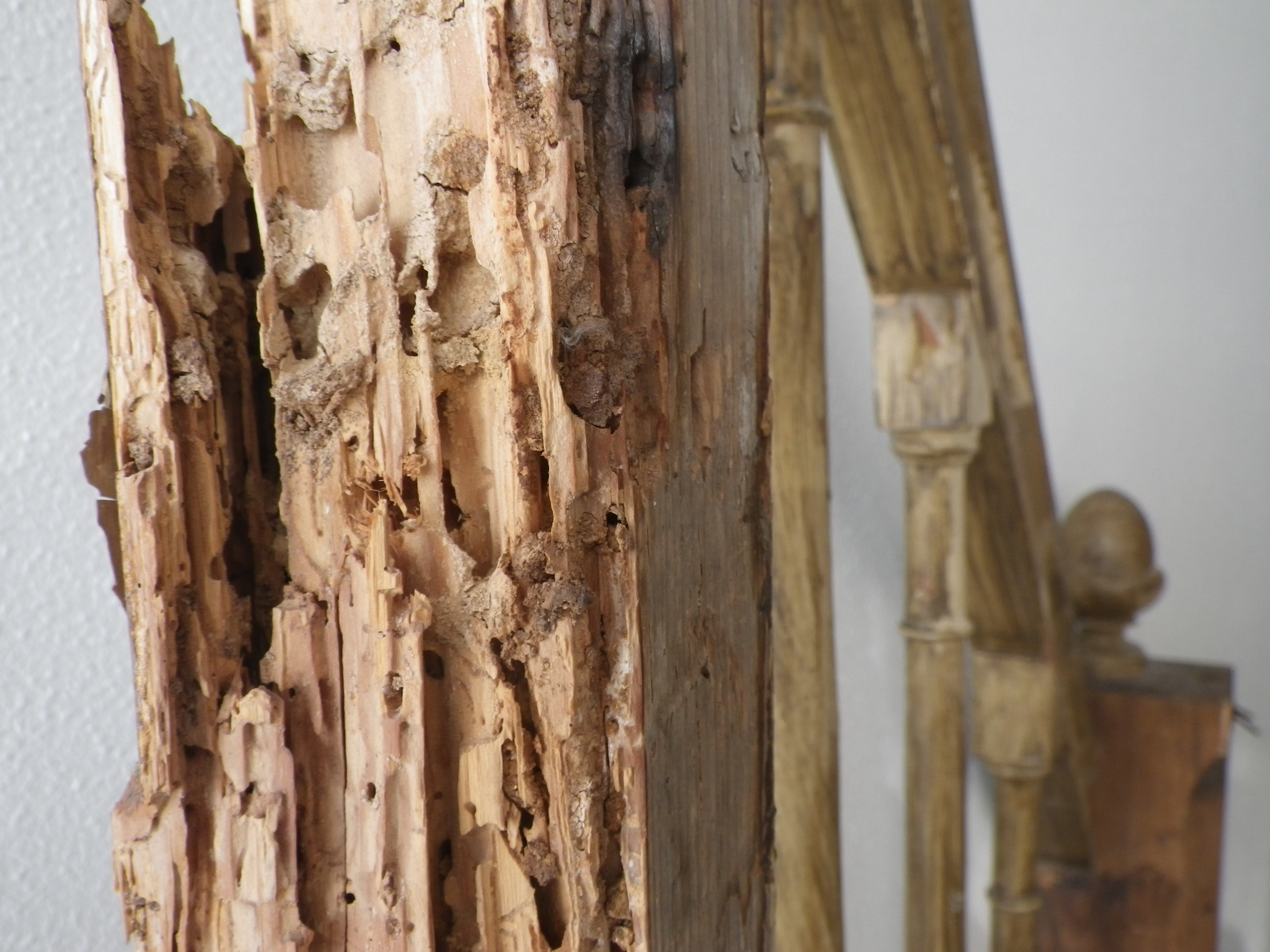 Cartographie nationale des termites et des mérules | Cerema
